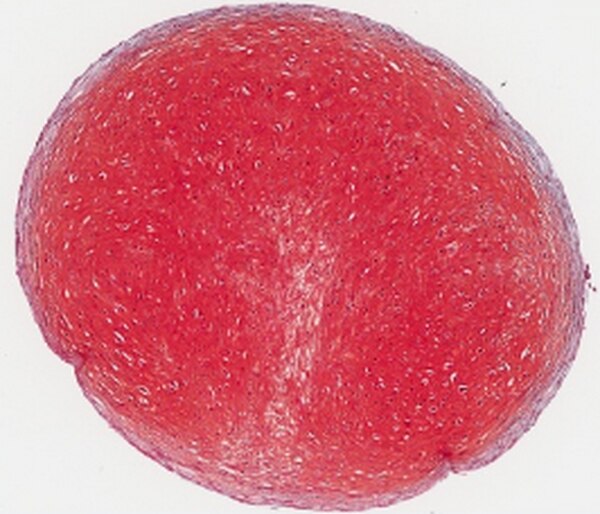 Safranin-O Staining Solution | TMS-009-C